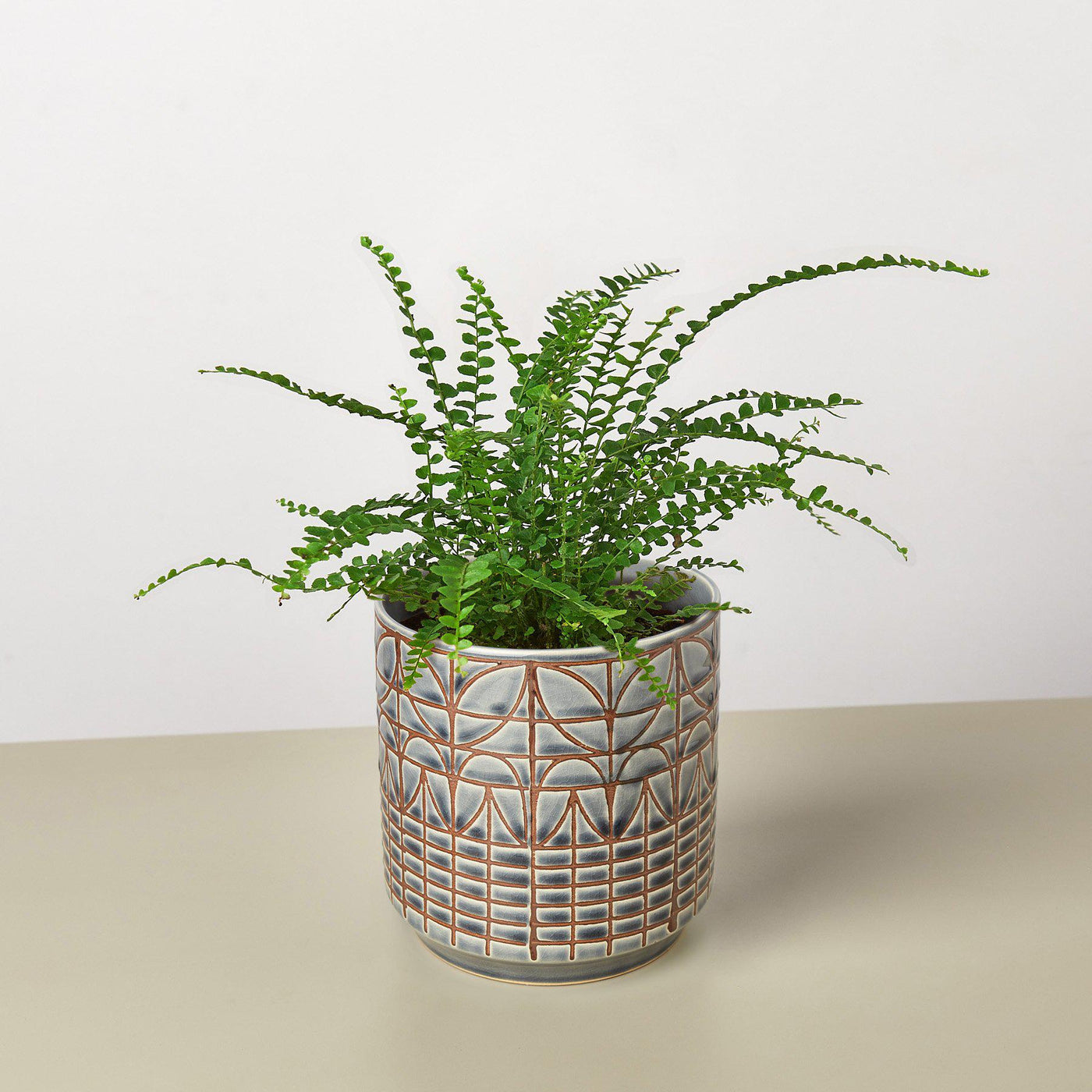 Lemon Button Fern | Indoor Plant | Tropical Plant | Potted Plant ...