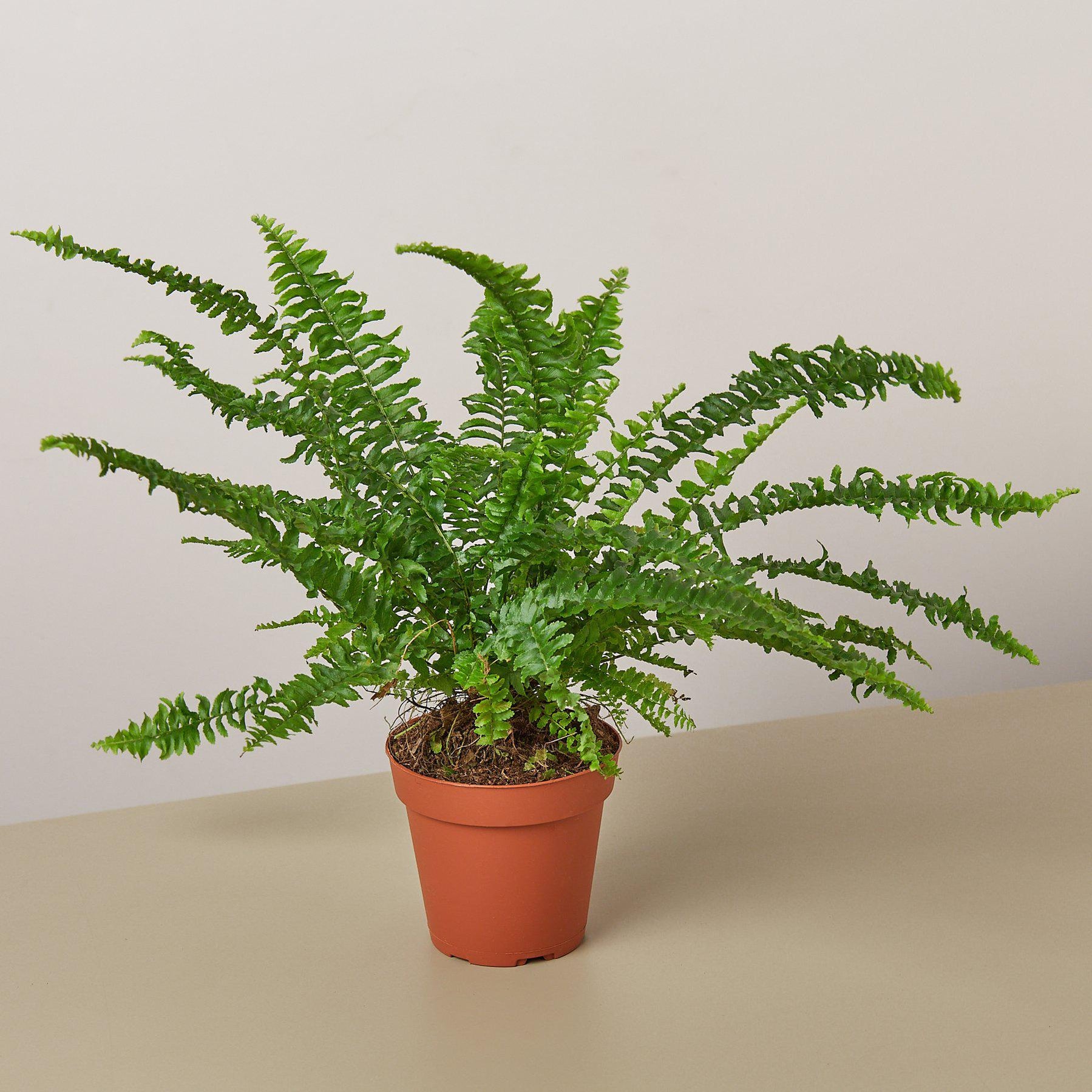 Jester's Crown Fern | Indoor Plant | Tropical Plant | Potted Plant ...