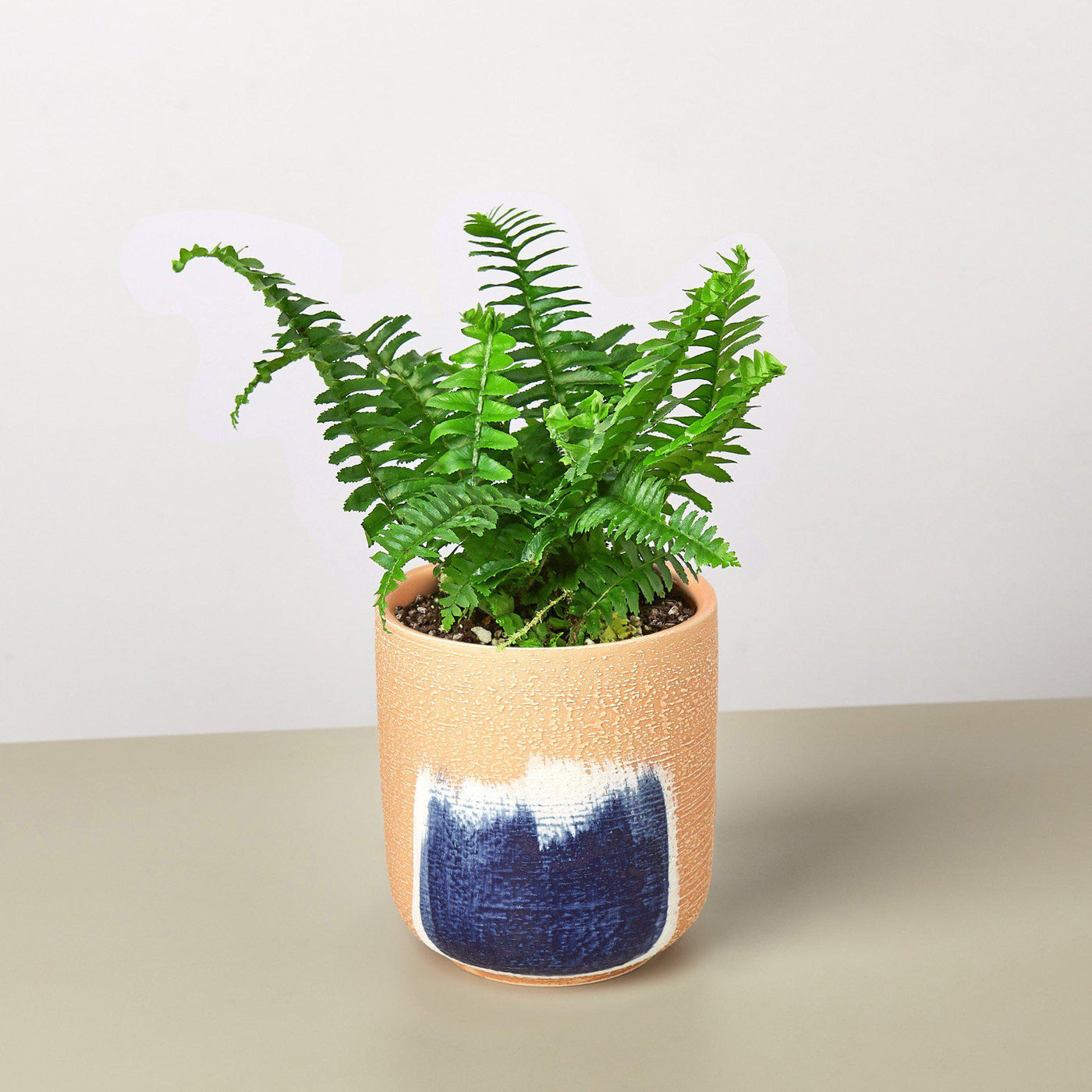 Jester's Crown Fern | Indoor Plant | Tropical Plant | Potted Plant ...