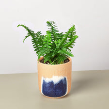 Jester's Crown Fern | Indoor Plant | Tropical Plant | Potted Plant ...