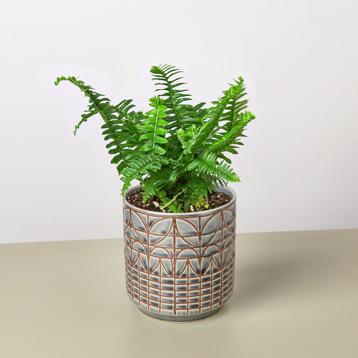 Jester's Crown Fern | Indoor Plant | Tropical Plant | Potted Plant ...