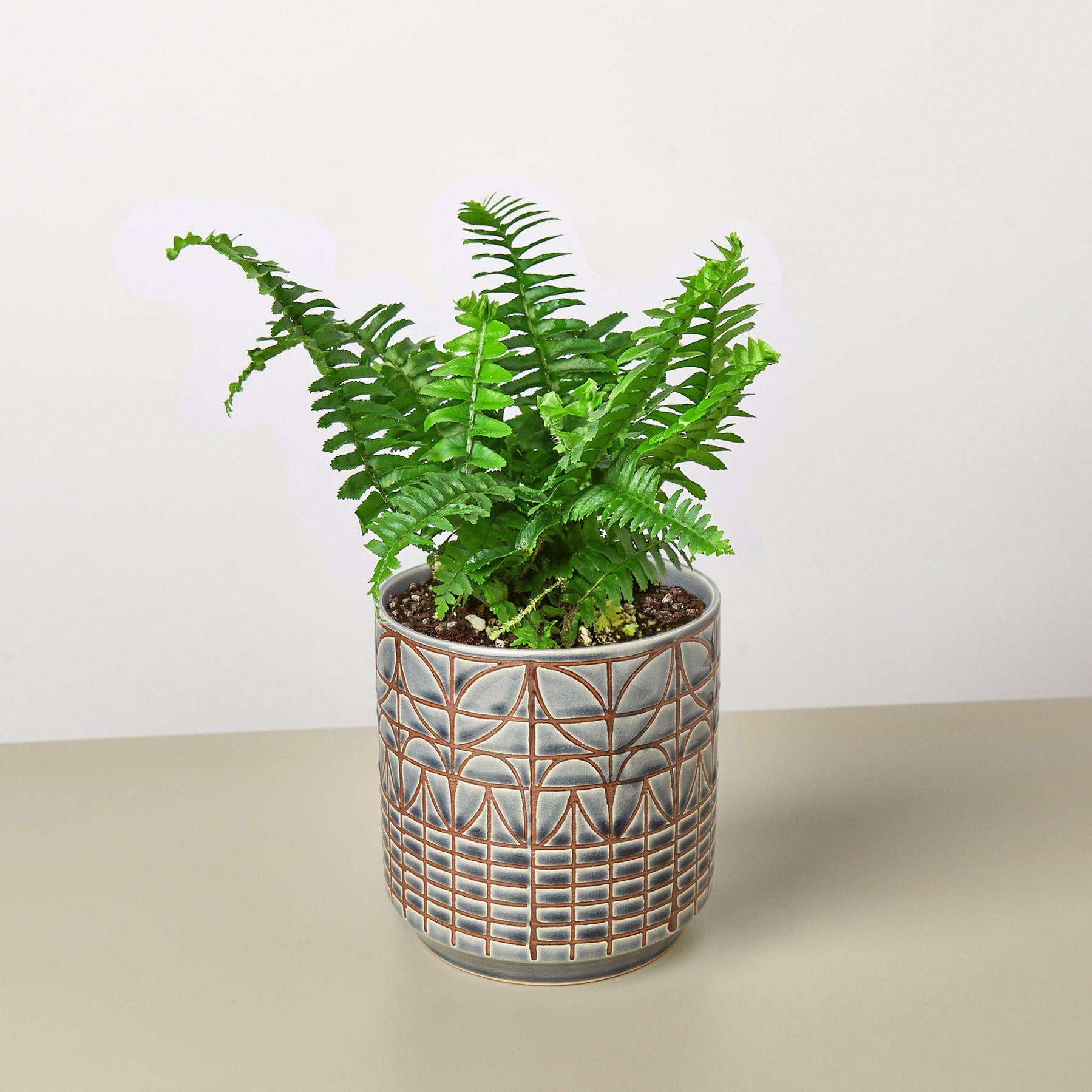 Jester's Crown Fern | Indoor Plant | Tropical Plant | Potted Plant ...