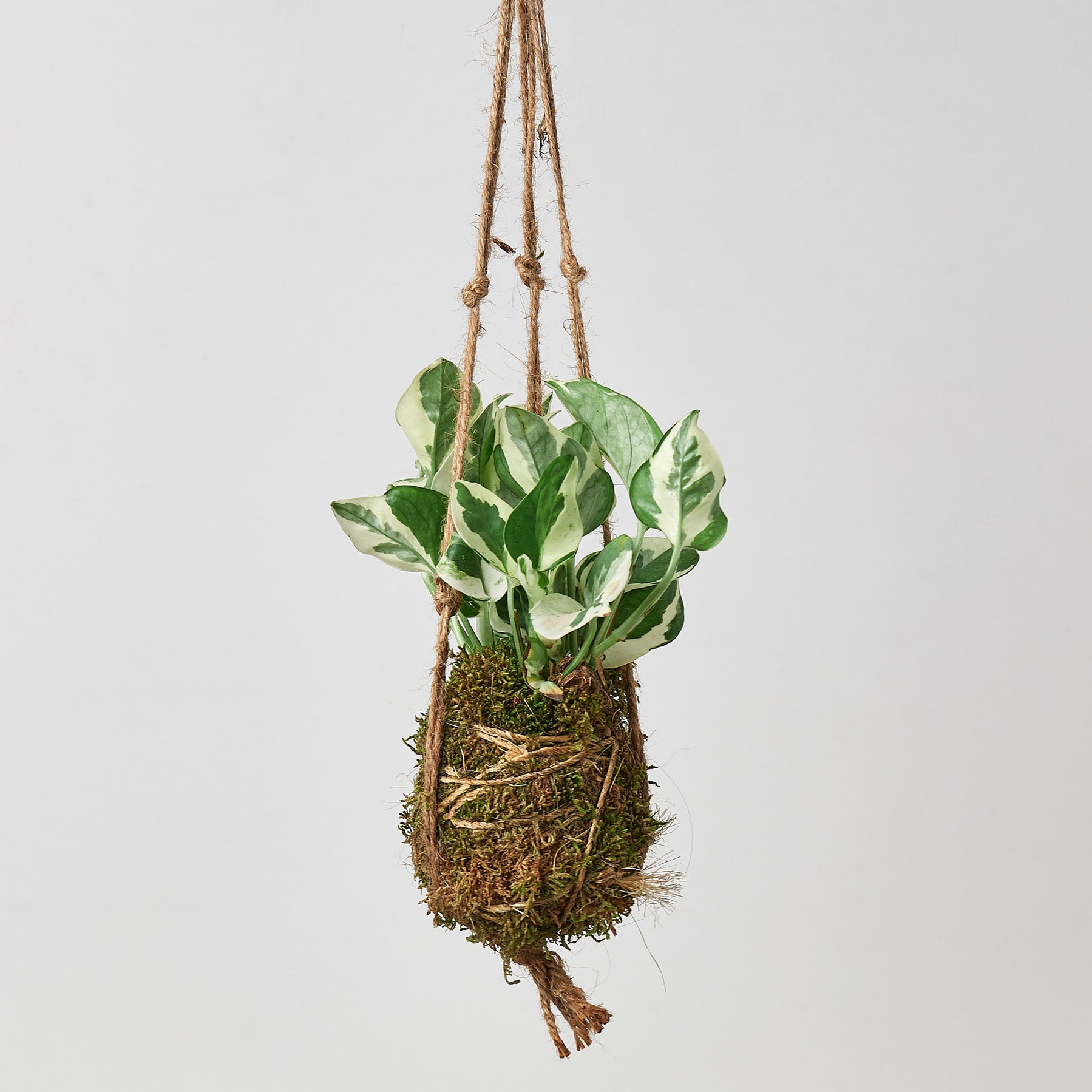 Kokedama Moss Ball Hanging Plant | Indoor Plant | Potted Plant ...