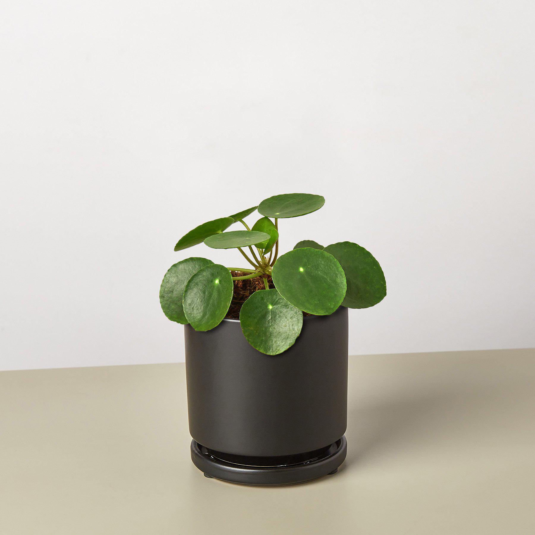 Pilea Care Guide — House Plant Shop