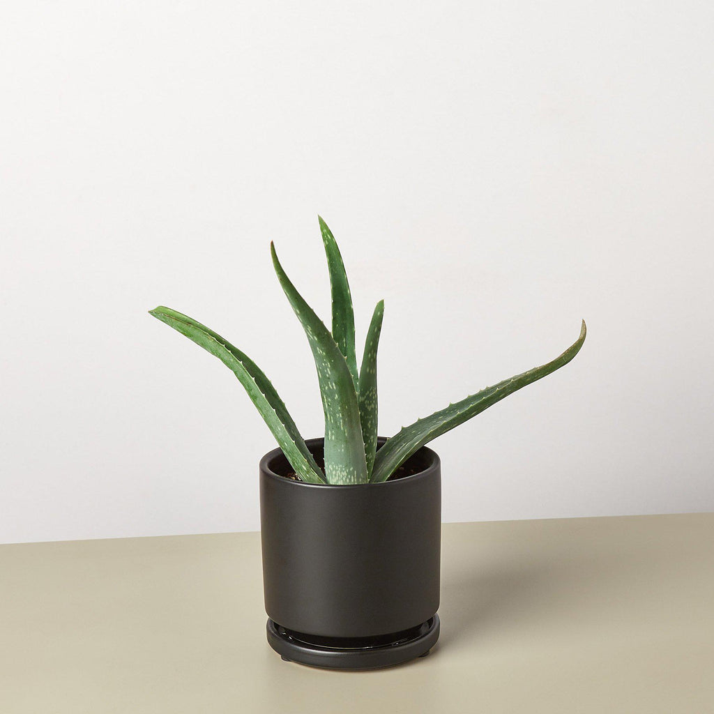 Aloe Care Guide — House Plant Shop