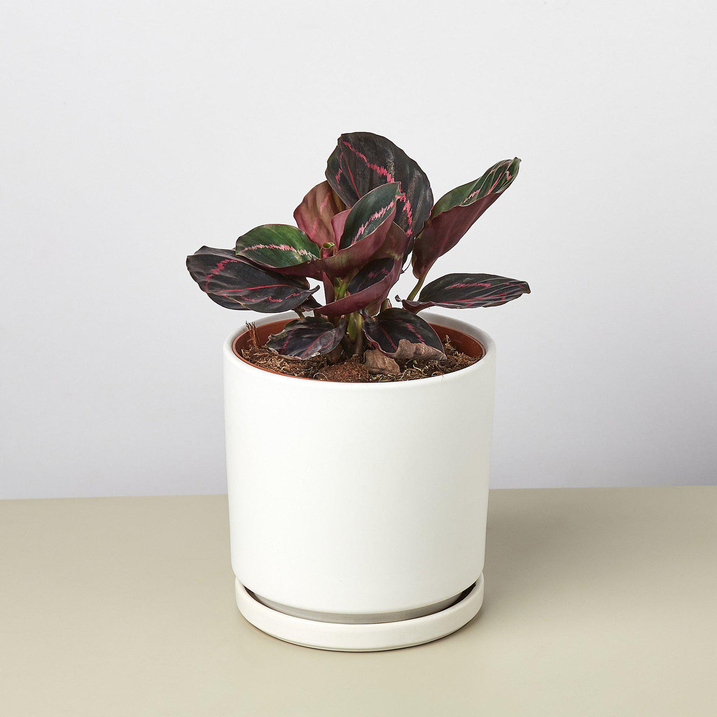 Cylinder Planter — House Plant Shop