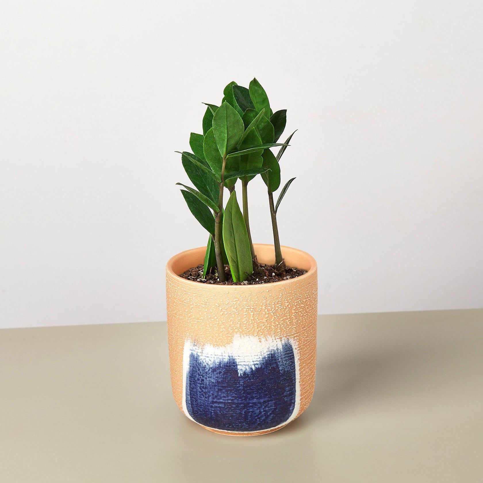 'ZZ' Plant Care Guide — House Plant Shop