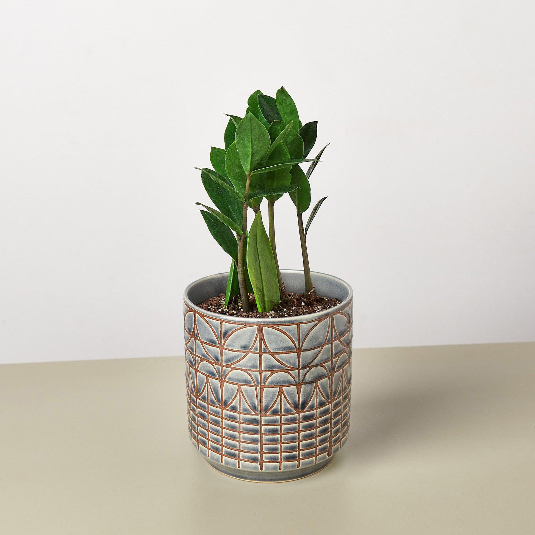 Zamioculcas Zamiifolia 'ZZ' | Indoor Plant | Tropical Plant | Potted ...