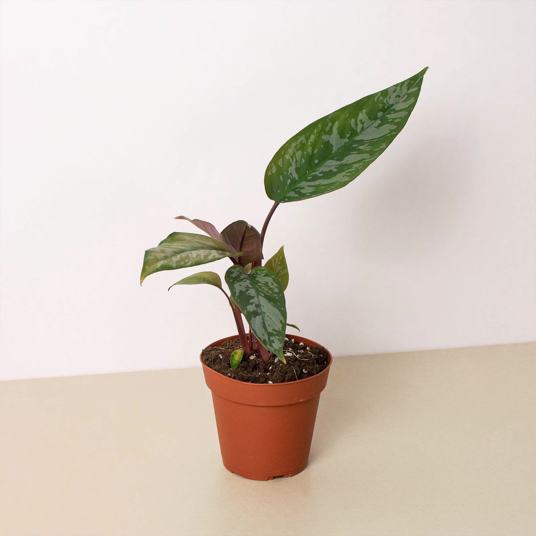 Apoballis Care Guide — House Plant Shop