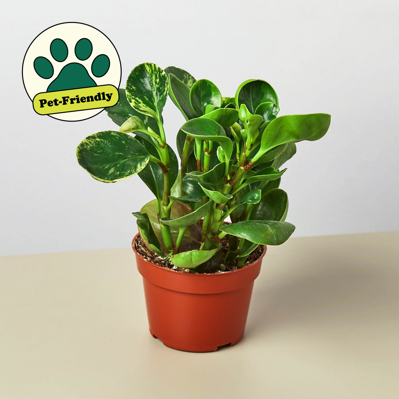 Peperomia 'Marble' | Indoor Plant | Tropical Plant | Potted Plant ...