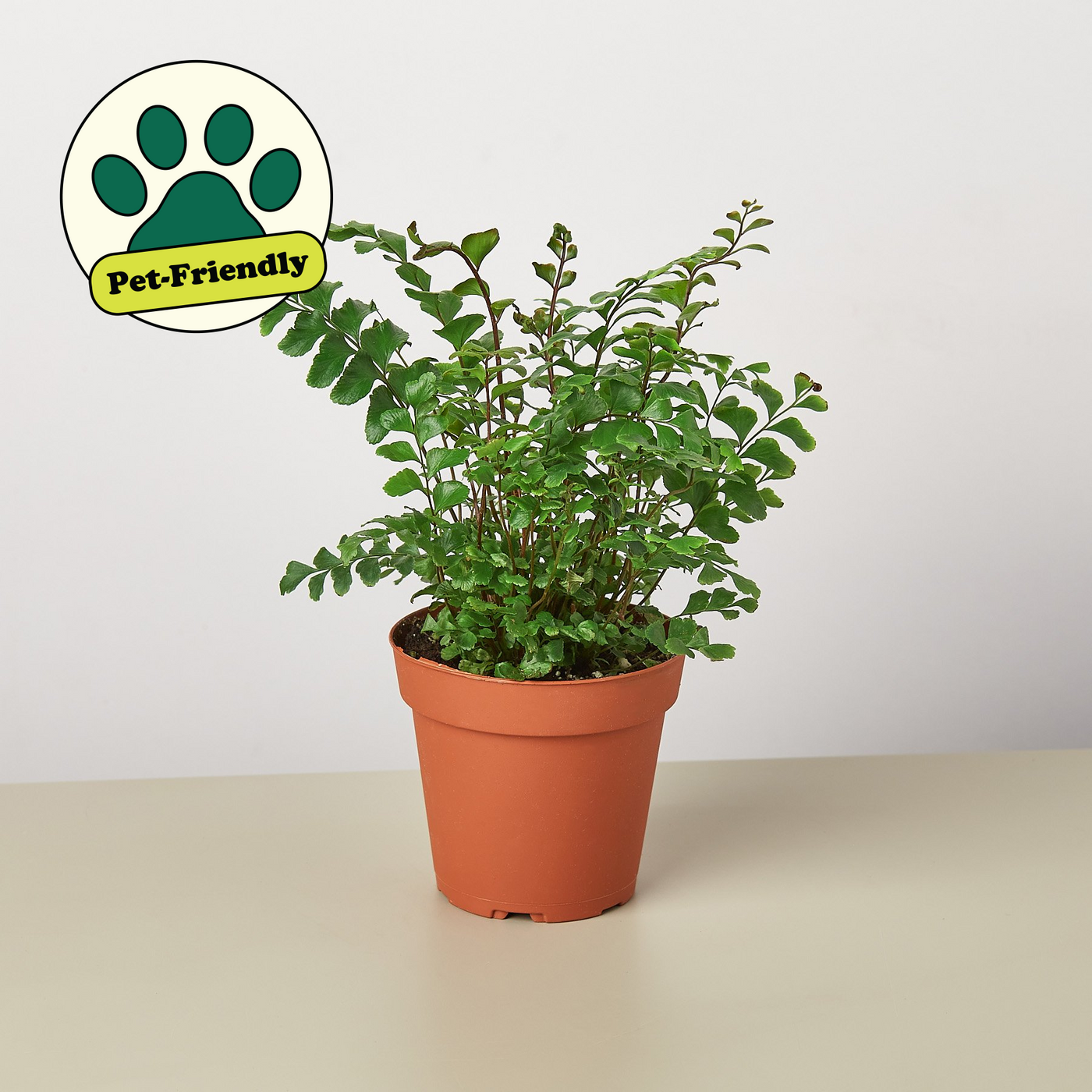 Mahogany Fern | Indoor Plant | Tropical Plant | Potted Plant — House ...